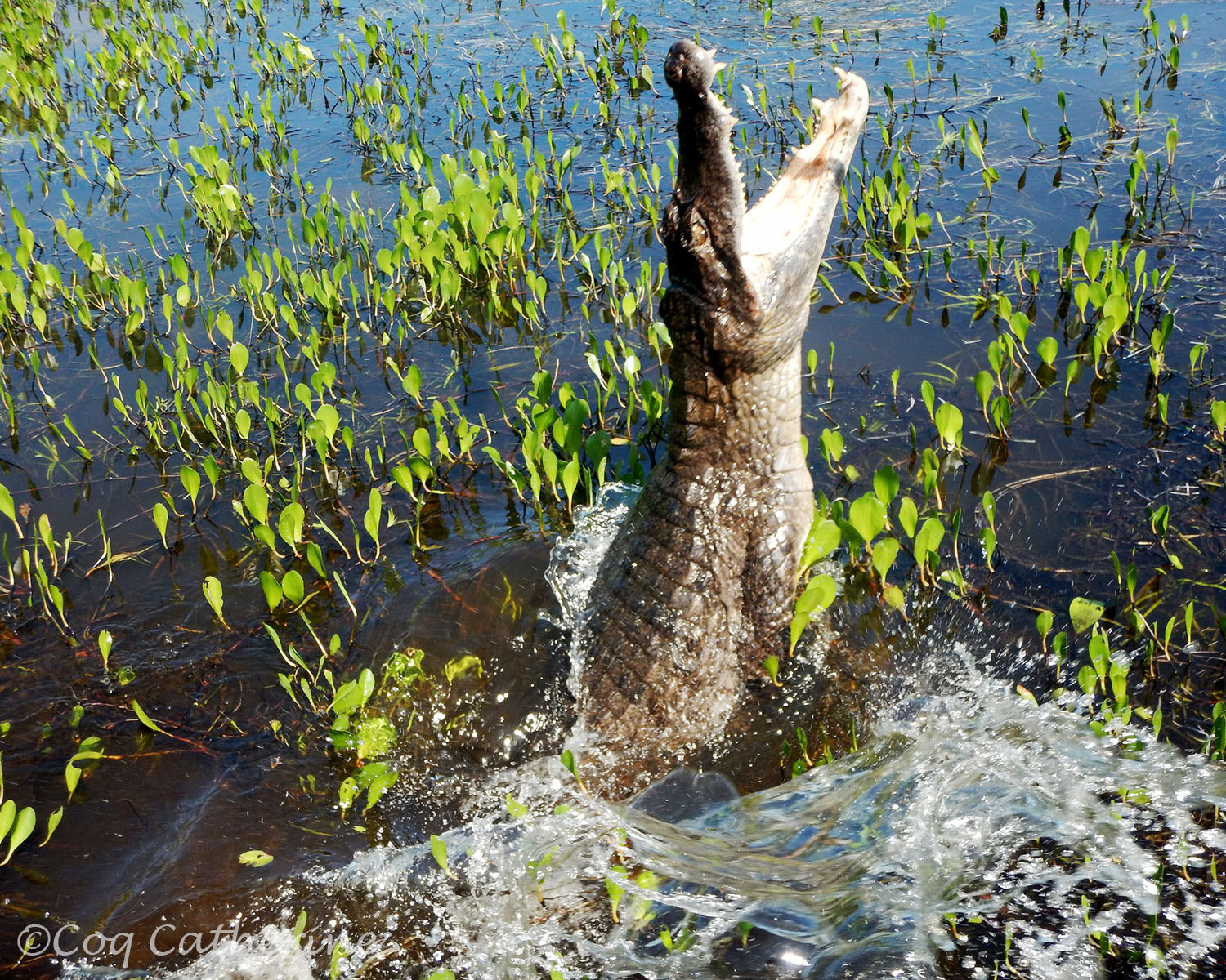 Venezuela – ranch de Hato El Cedral des Llanos