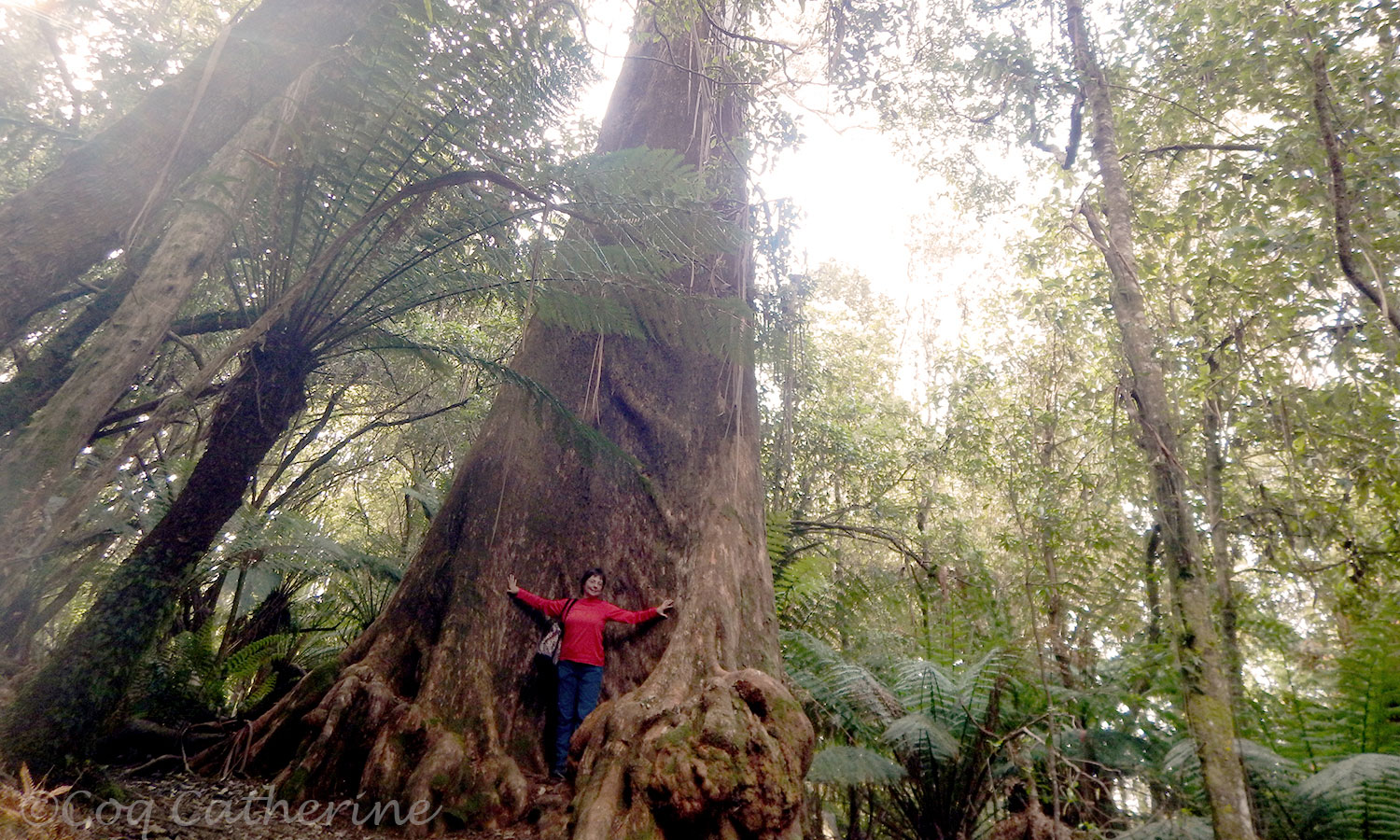 Tasmanie : Eucalyptus Blue Tier
